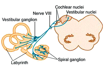 Vestibular cochlear nerve - RME